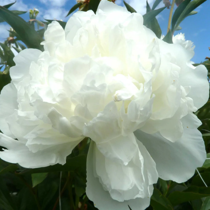 Duchess De Nemours Wholesale 10 plants | Simply Peonies