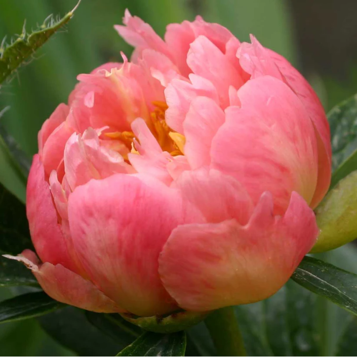Coral Sunset | Simply Peonies