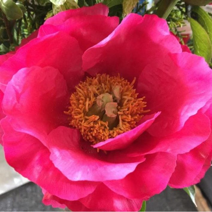 Paula Fay | Simply Peonies