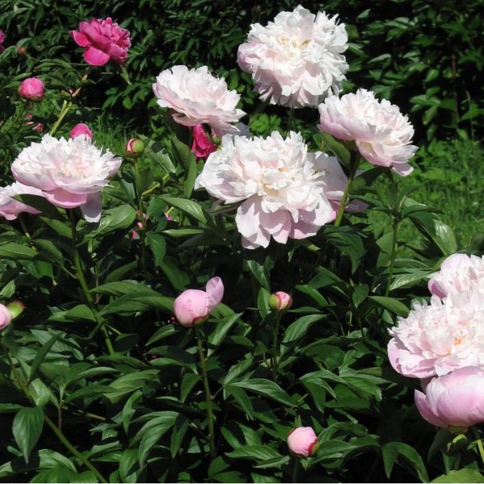 Lady Alexandra Duff | Simply Peonies