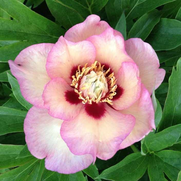 Pastel Splendor (Itoh) | Simply Peonies