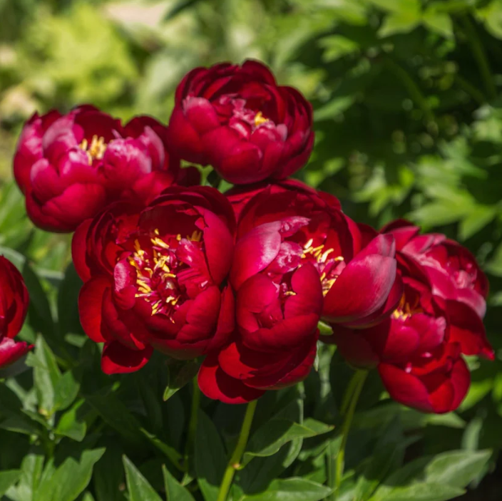 Buckeye Belle Root | Simply Peonies